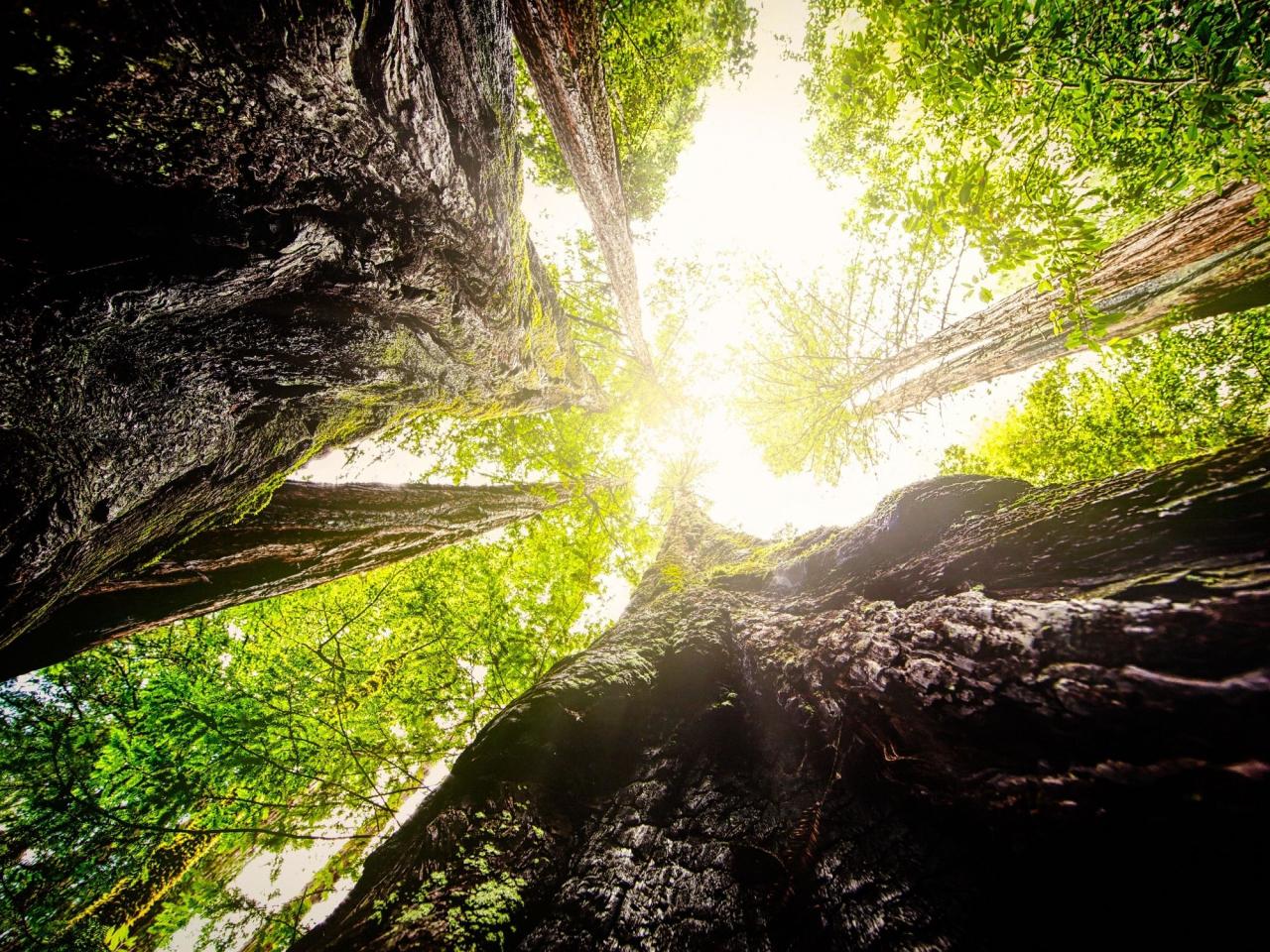 5 Steps to Forest Bathing Anywhere in Nature | Visit Truckee Tahoe
