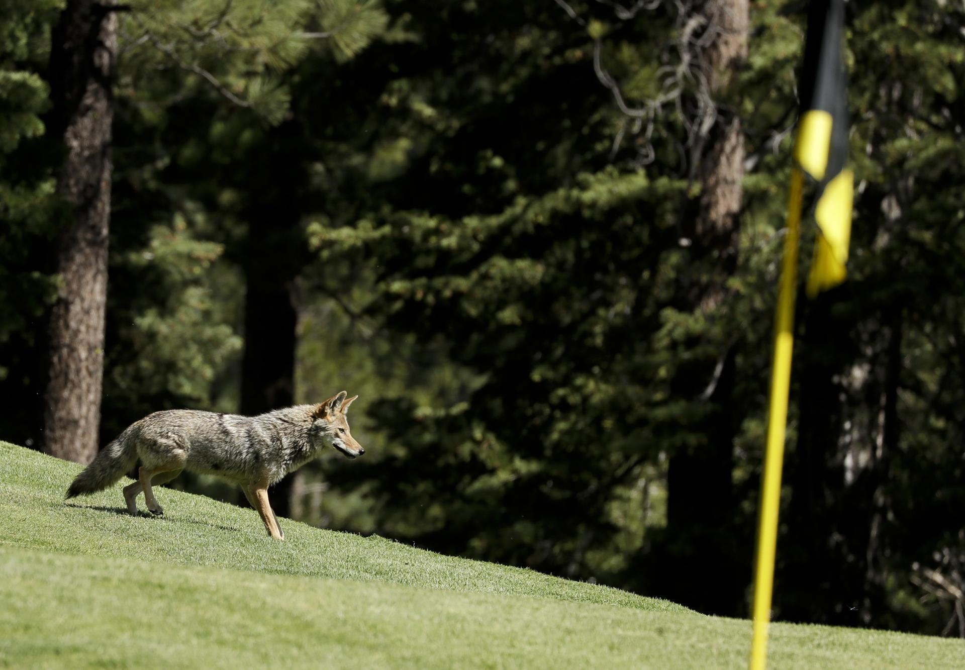 Coyote Moon Golf Course | Visit Truckee Tahoe